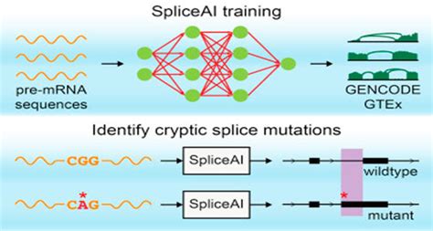 Predicting Splicing From Primary Sequence With Deep Learning Rna Seq Blog