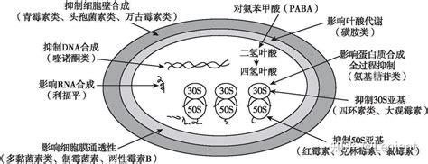 健康科普：抗生素是什么原理？ 知乎