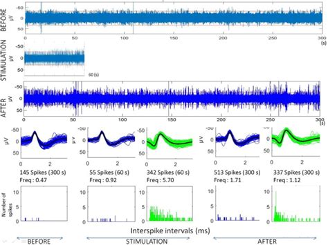 Low Frequency Microstimulation Is Locally Excitatory In Patients With