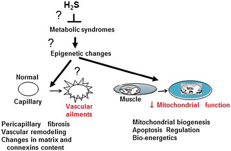 hypothetical model for protective function of h2s in skeletal muscle