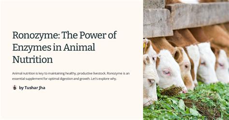 Ronozyme The Power Of Enzymes In Animal Nutrition