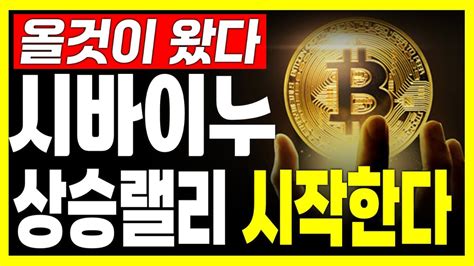 시바이누코인 전망 올것이 왔다 지금이 매수 기회 곧 상승랠리 시작합니다 시바이누 시바이누코인 비트코인 Youtube