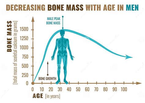 Decreasing Bone Mass Stock Vector Illustration Of Human 109174772