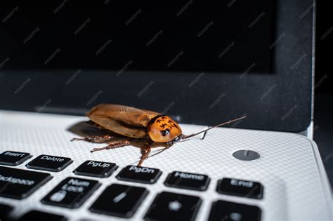 Premium Photo Cockroach On Keyboard Laptop Or Notebook Computer