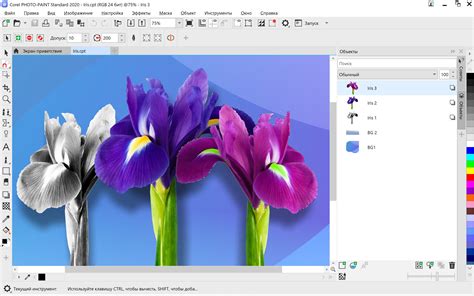CorelDRAW Standard 2021 — купить лицензию, цена на сайте Allsoft
