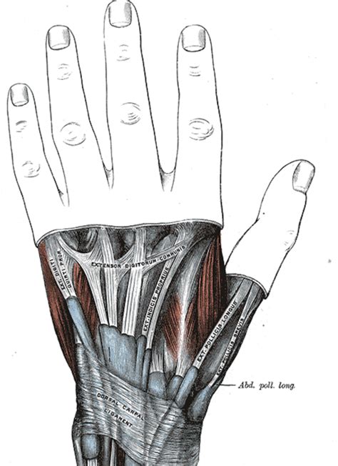 Extensor Pollicis Brevis Outlander Anatomy