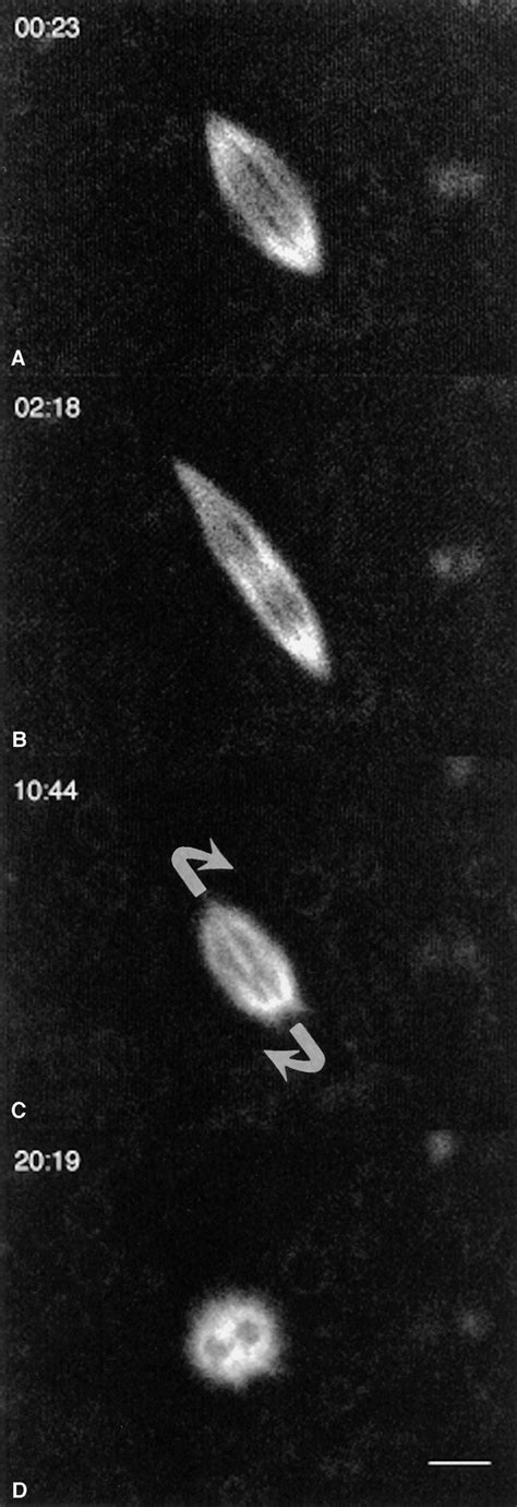 Meiotic Spindle Dynamics In An Activated Live Ncdgfp Oocyte Images Download Scientific