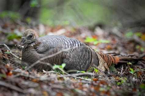 What Does A Turkey Nest Look Like An In Depth Look At Wild Turkey