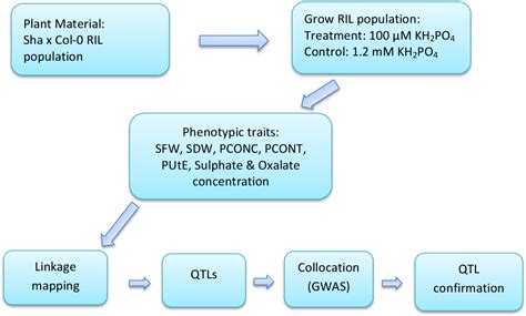 Figure 1 From Quantitative Trait Loci Qtl Analysis Of Phosphorus Utilization Efficiency Pute