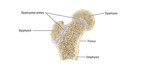 Synchondrosis Labeled Diagram Quizlet