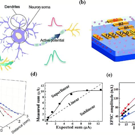 Neuronal Dendritic Functions Emulated With Multi Gate Egts A Download Scientific Diagram
