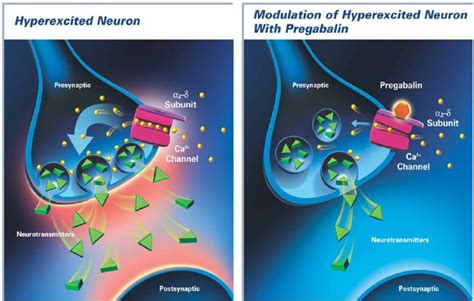 Gabapentinoids What Are The Differences Between Gabapentinpragabalin And Phenibut