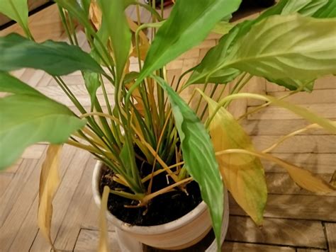 Добрый день Прошу совета что делать со спатифиллумом Хотелось бы сохранить его Стал желтеть в