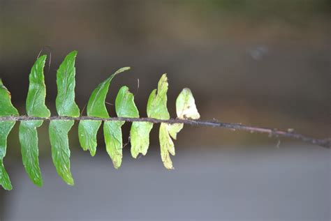 Asplenium Pellucidum Ferns And Lycophytes Of The World