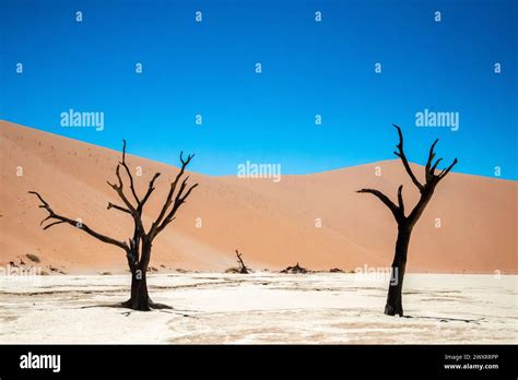 A Scenic View Of Fossilized Trees Amongst Sand Dunes At Deadvlei A Scenic View Of Fossilized Trees Amongst Sand Dunes At Deadvlei