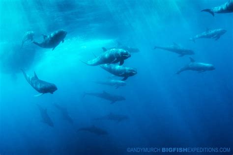 Melon Headed Whale Big Fish Expeditions