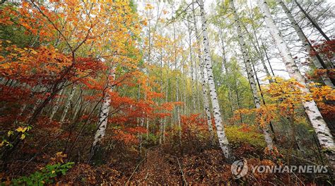 자작나무숲에 찾아온 가을