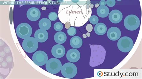 Testis Interstitial Cells