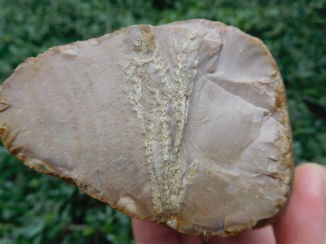 Cretaceous Chert Fossils From Texas Member Collections The Fossil Forum