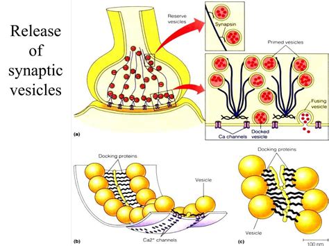 Ppt Synaptic Transmission 1 Powerpoint Presentation Free Download