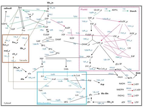 1 Metabolic Network Of A Heterotrophic Plant Cells Each Colour Download Scientific Diagram