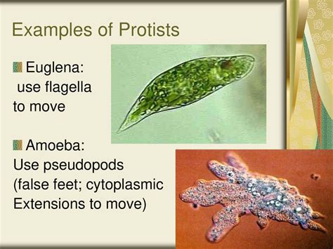 Objective 11 Identify Unicellular Organisms Including Bacteria And Protists By Their Methods Objective 11 Identify Unicellular Organisms Including Bacteria And Protists By Their Methods