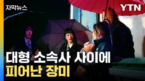 자막뉴스 씩씩하게 피어난 중소돌의 기적 Ytn Youtube