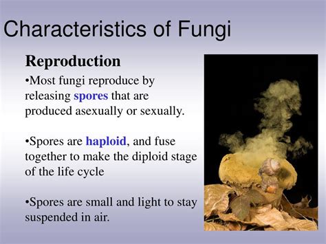 Ppt Characteristics Of Fungi Powerpoint Presentation Free Download Id1481321