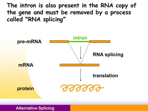 Alternative Splicing By Kk Sahu Ppt