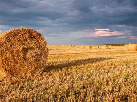 Hay Vs Straw Find Out The Difference Northern Nester