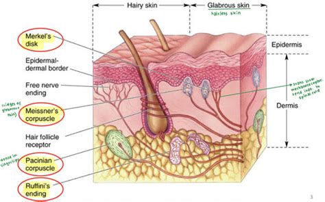 Lecture Somatosensory System Flashcards Quizlet