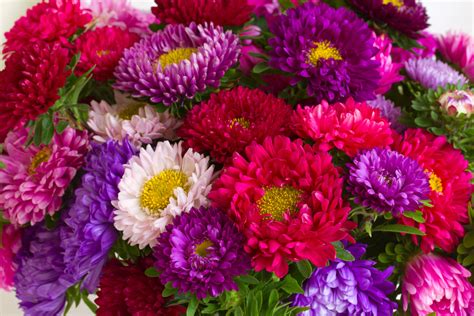 Powderpuff Aster Rohrer Seeds