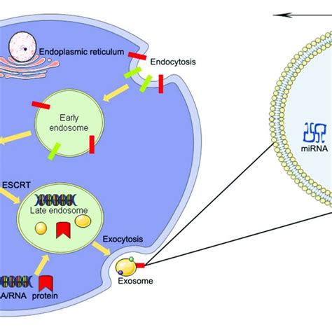 The Producing Process And Structural Composition Of Exosomes Escrt Download Scientific