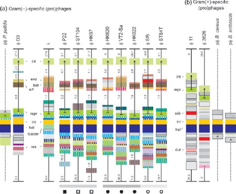 Figure 1 From Bacteriophage Replication Modules Semantic Scholar