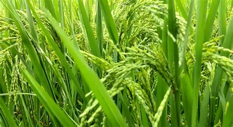 Anisur Rahman On Linkedin Magical Rice Variety Own Developed By Brac