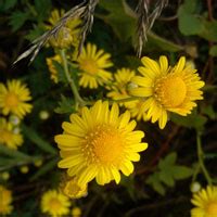 野菊花的功效与作用 野菊花茶以及野菊花蜂蜜的功效 苹果绿