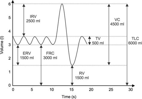 Ch 3 Pulmonary Function Measurements Flashcards Quizlet