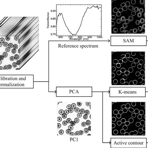 Schematic Of The Proposed Spectral Spatial Segmentation Algorithm The Download Scientific