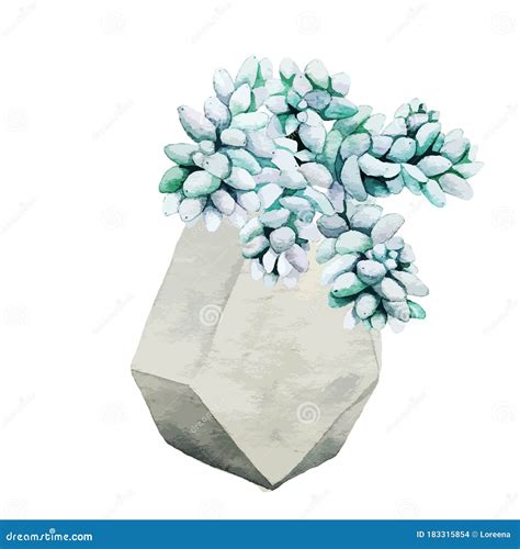 Sedum Leaf Vintage Illustration Cartoon Vector CartoonDealer Com 163329075