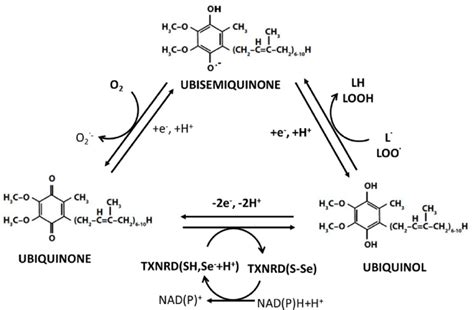Coenzyme Q Structure Of Oxidized