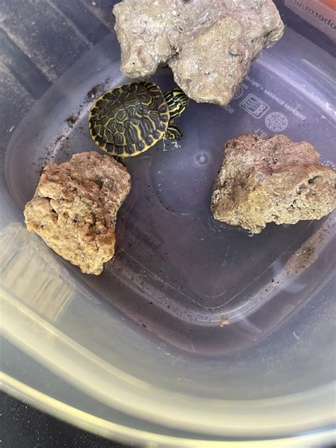 Turtle Identification R Turtle