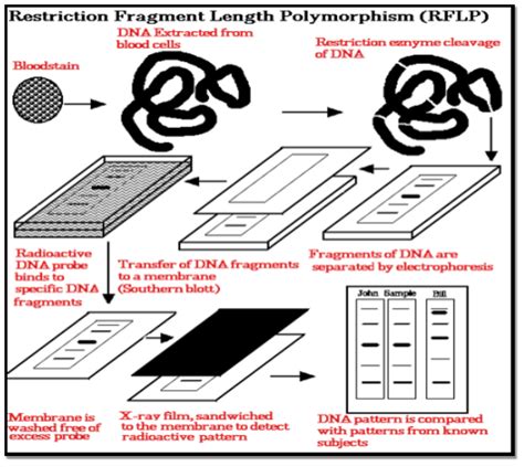 Restriction Fragment Length Polymorphism Freebooksummary
