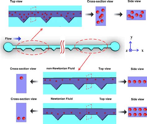 Schematic Diagrams Of Particle Focusing In Newtonian And Non Newtonian Download Scientific