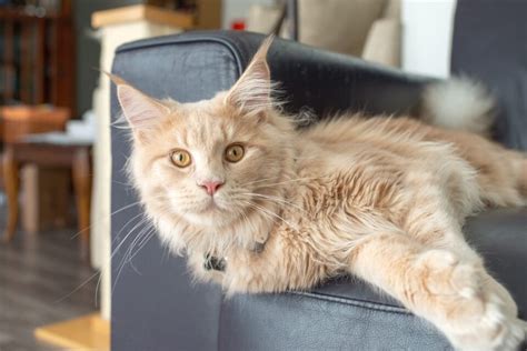 6 Types Of Orange Maine Coons Explained With Pictures