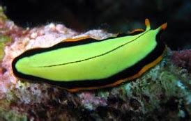 Invertebrates Lophotrochozoa Flashcards Quizlet