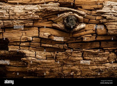 Frame Filled With Decomposing Log With Large Knot In Yosemite Stock