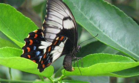 Butterfly Sex Brands Mount Gravatt Environment Group
