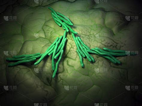 结核分枝杆菌的
