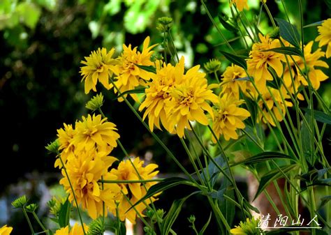 【宝清县风景【重瓣金光菊】清阳山人摄影图片】生态摄影清阳山人太平洋电脑网摄影部落