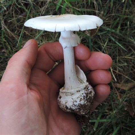 About Destroying Angel Maryland Biodiversity Project